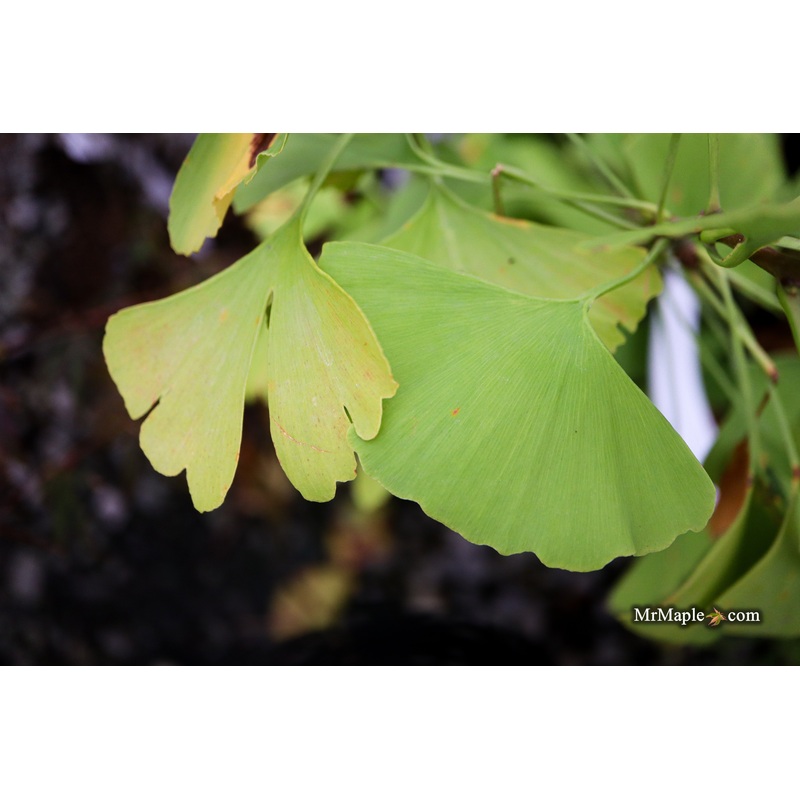 Ginkgo biloba 'Patio Umbrella' Dwarf Ginkgo Tree 1 gallon - Create Your ...