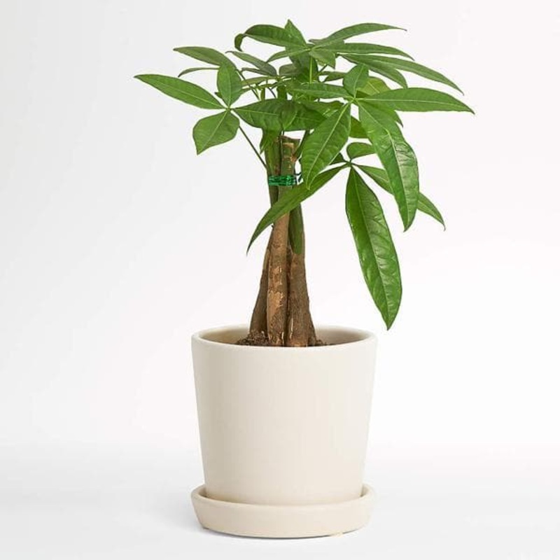 Pachira Triple Buds - Plant - Create Your Dream Garden with Premium ...