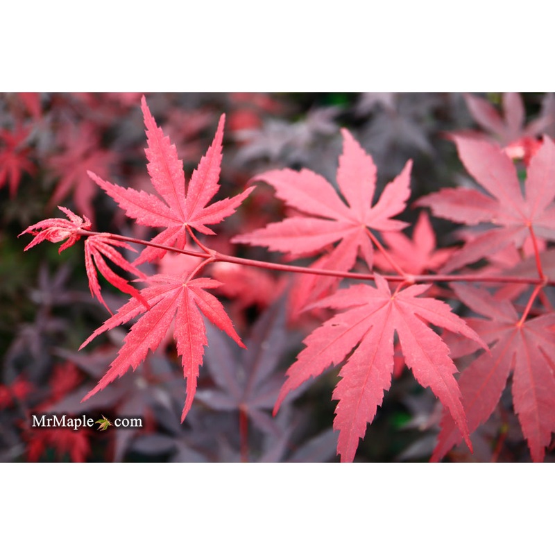 Acer palmatum 'Emperor 1' Japanese Maple Tree 1 gallon - Create Your ...