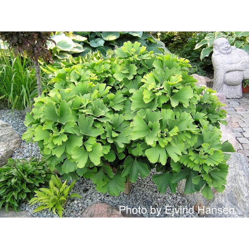 Ginkgo biloba 'Troll' Dwarf Ginkgo Tree 1 gallon - Create Your Dream ...