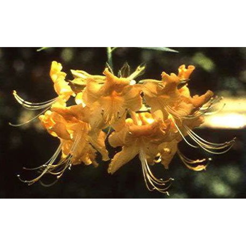 Azalea 'Gold Strike' Evergreen Native Azalea 1 gallon (LTD) - Create ...