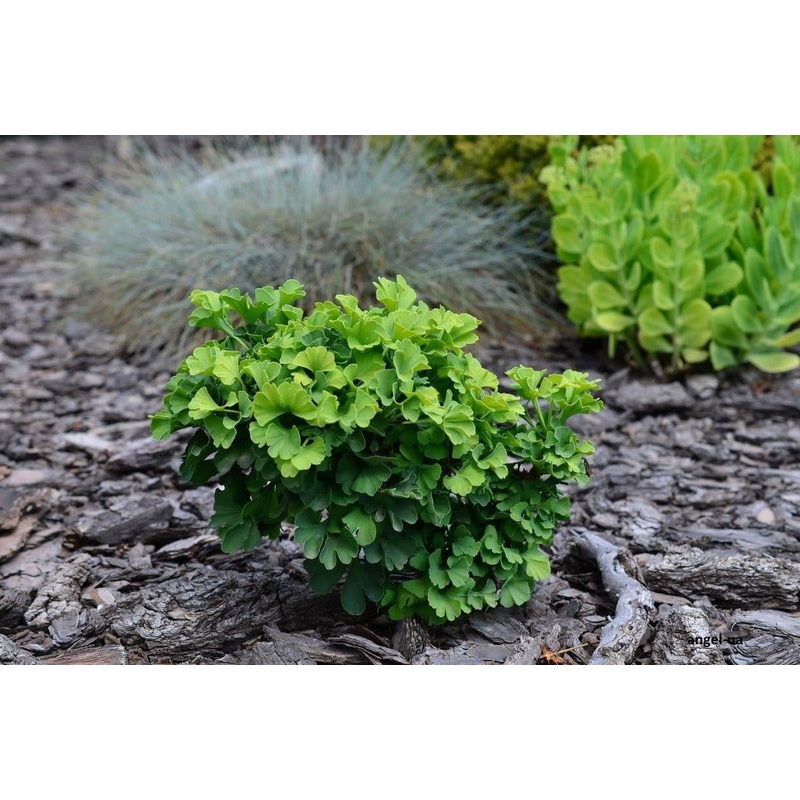 Ginkgo biloba 'Jehosephat' Dwarf Ginkgo Tree 1 gallon (LTD) - Create ...