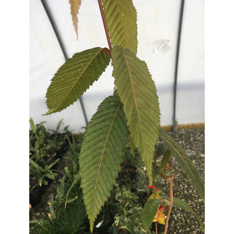 Acer carpinifolium Japanese Hornbeam Maple Tree 1 gallon - Create Your ...