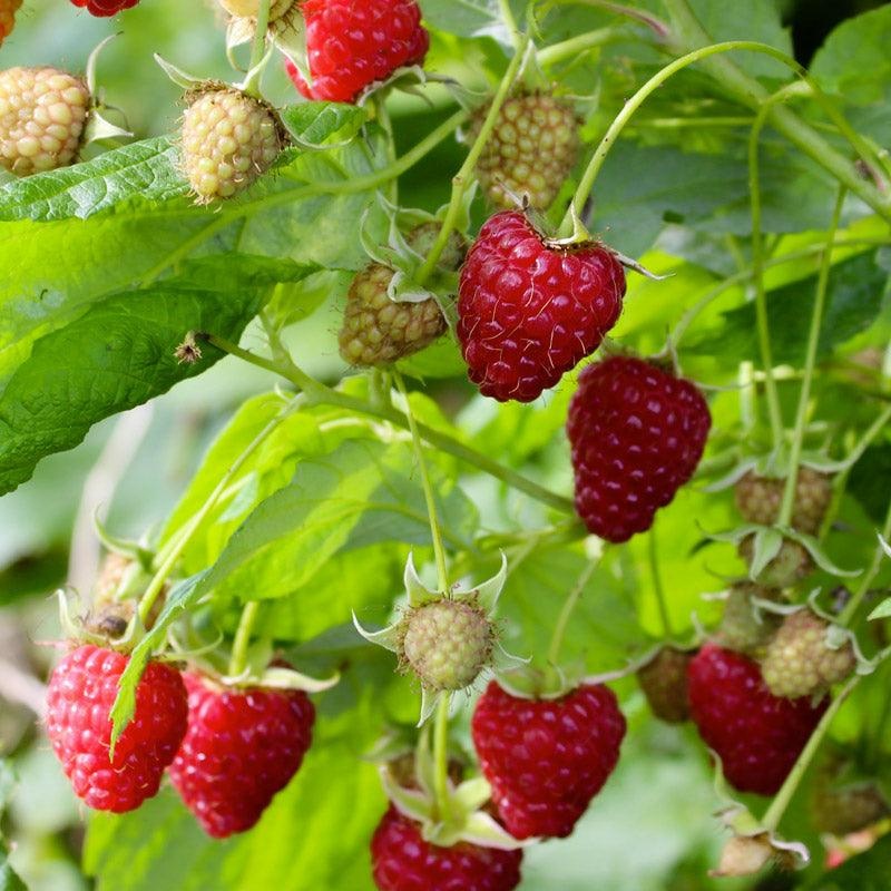 Raspberry Cascade Bounty - Create Your Dream Garden with Premium Seeds ...