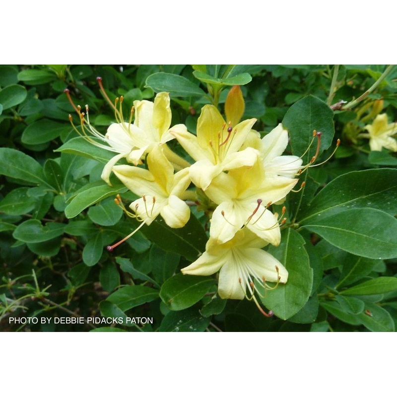 Azalea 'Lemon Drop Yellow Flowers Azalea 1 gallon (LTD) - Create Your ...