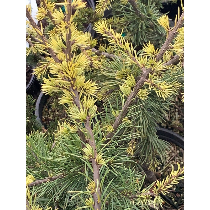 Cedrus atlantica 'Silberspitz' Variegated Atlas Cedar 1 gallon - Create ...