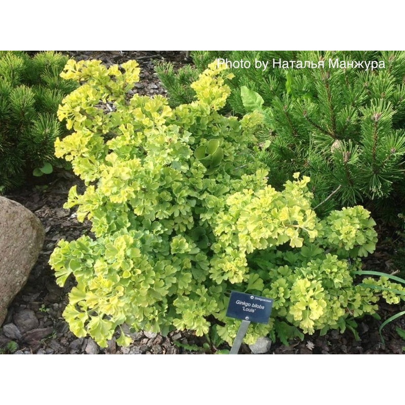Ginkgo biloba 'Louis' Dwarf Ginkgo Tree 1 gallon - Create Your Dream ...