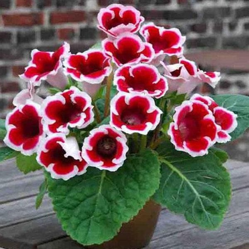 Gloxinia (Red - White) - Plant - Create Your Dream Garden with Premium ...