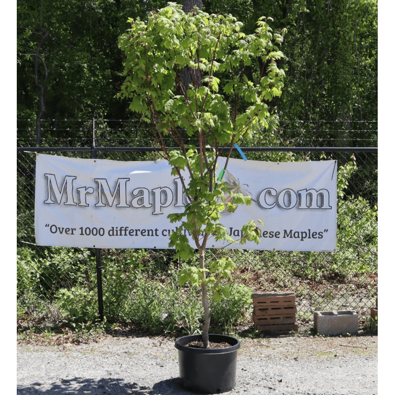 Acer japonicum 'Meigetsu' Japanese Maple 1 gallon - Create Your Dream ...