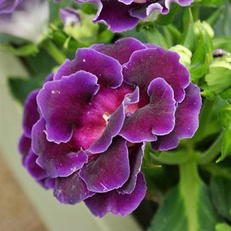 Gloxinia (Purple) - Plant - Create Your Dream Garden with Premium Seeds ...