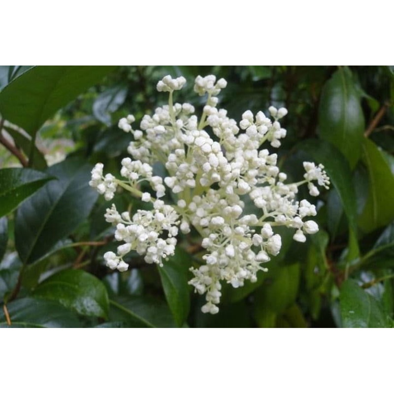 Hydrangea seemannii Evergreen Climbing Hydrangea 1 gallon - Create Your ...