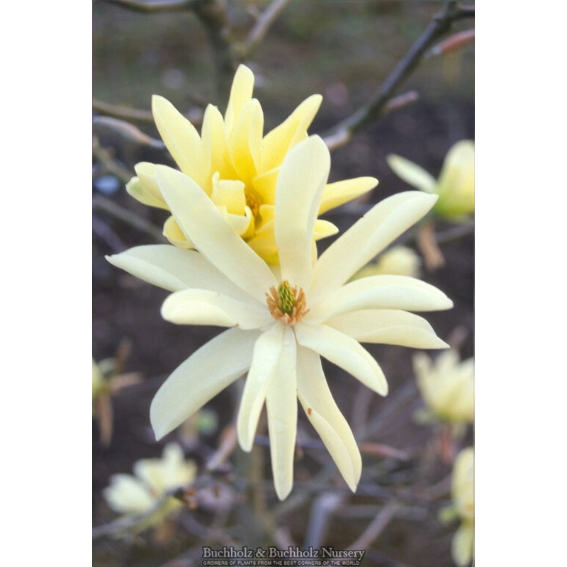 Magnolia 'Gold Star' Golden Flower Magnolia 1 gallon (LTD) - Create ...