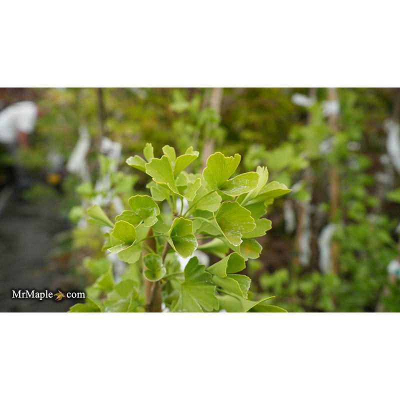 Ginkgo biloba 'DJ's Bowtie' Dwarf Ginkgo Tree 2 gallon - Create Your ...