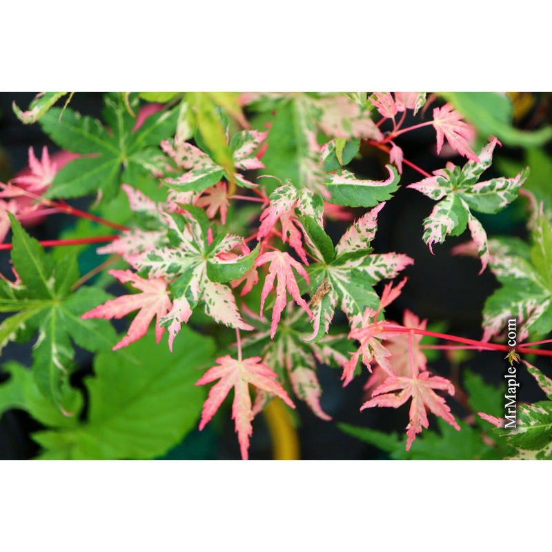 Acer palmatum 'Verdant Pavillion' Pink Variegated Japanese Maple 1 ...