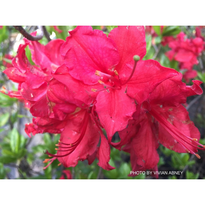 Azalea Red Walloper Native Azalea 1 gallon - Create Your Dream Garden ...