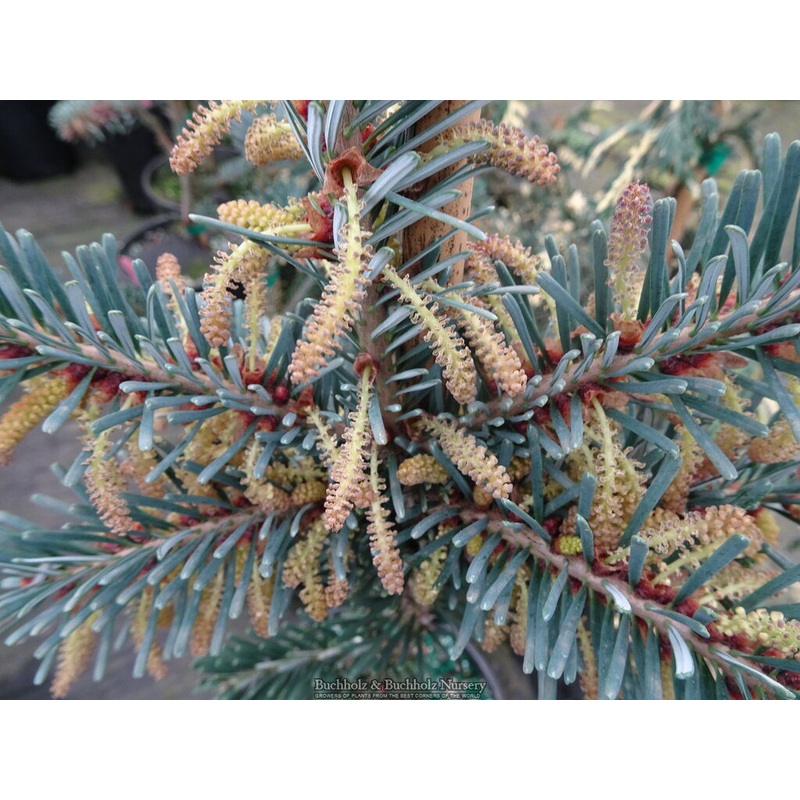 Abies veitchii 'Glauca' Blue Fir 1 gallon - Create Your Dream Garden ...