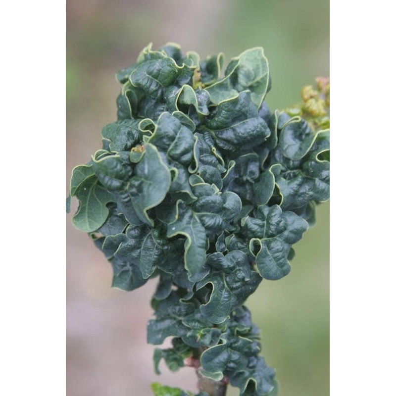 Quercus robur 'General Pulaski' Dwarf Curly Leaf English Oak 1 gallon ...