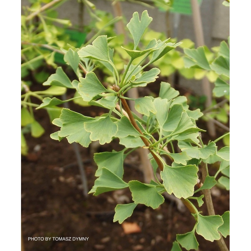 Ginkgo biloba 'Annys Dwarf' Small Male Ginkgo Tree 1 gallon - Create ...