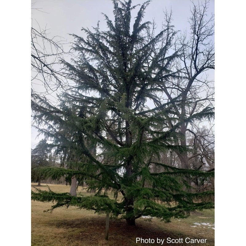 Cedrus deodara 'Shalimar' Deodara Cedar 1 gallon (LTD) - Create Your ...