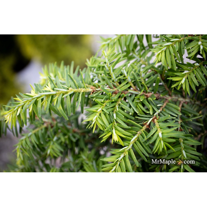 Tsuga canadensis 'Kingsville #1' Dwarf Canadian Hemlock 1 gallon (LTD ...