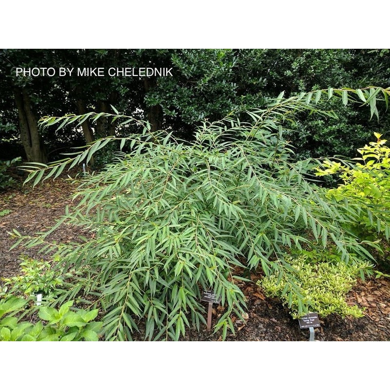Stachyurus salicifolius Willow Leaf Spiketail 1 gallon - Create Your ...
